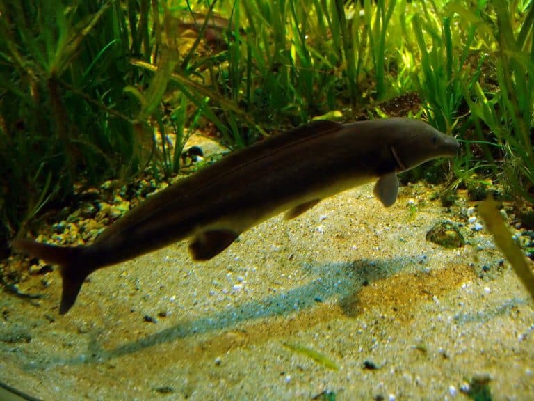 Freshwater Dolphin Fish (Mormyrus Longirostris): Ultimate Guide - Fish ...
