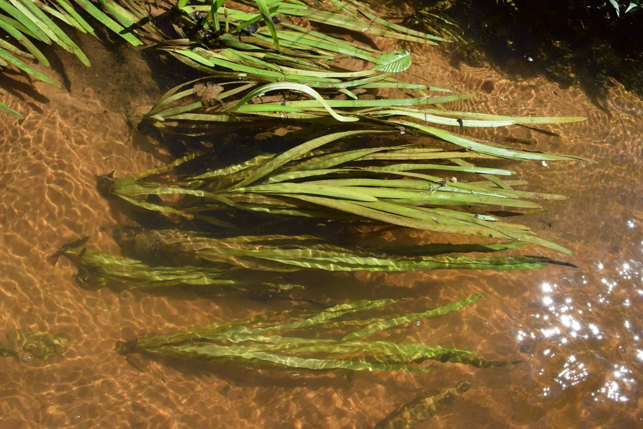 Vallisneria Spiralis: Ultimate Care Guide - Fish Laboratory