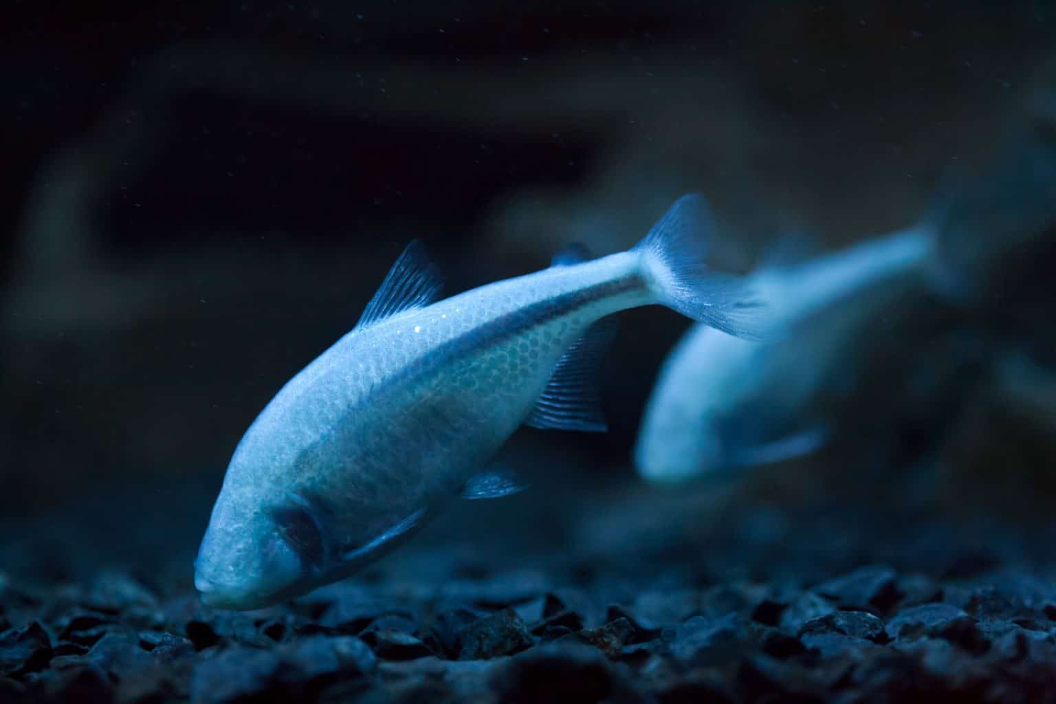 Red Eye Tetra (Moenkhausia sanctaefilomenae): Ultimate Care Guide ...