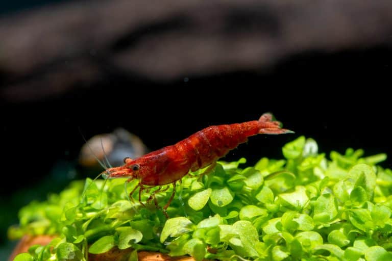 Neocaridina Shrimp | Care, Water Parameters, Color, & More - Fish ...
