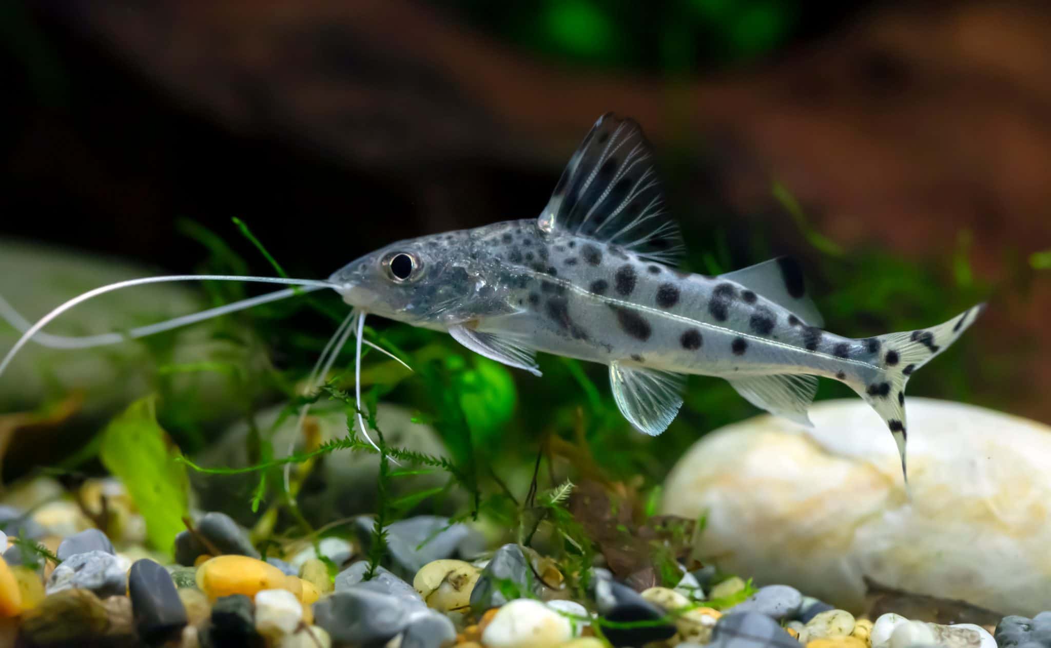 Pictus Catfish (Pimelodus Pictus): Ultimate Care Guide - Fish Laboratory