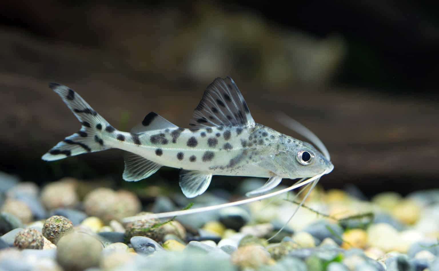 Banjo Catfish (Bunocephalus coracoideus): Ultimate Care Guide - Fish ...