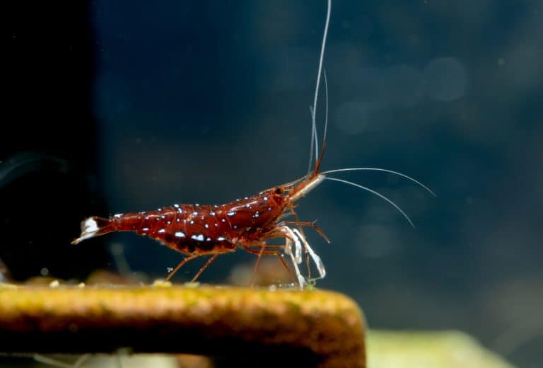 Caridina Shrimp: Care, Water Parameters & Types - Fish Laboratory