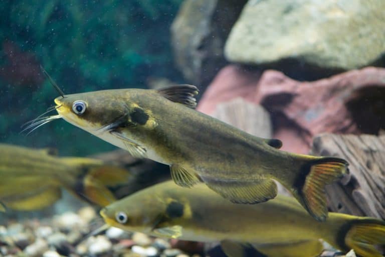 Red Tail Catfish (Phractocephalus Hemioliopterus): Care Guide