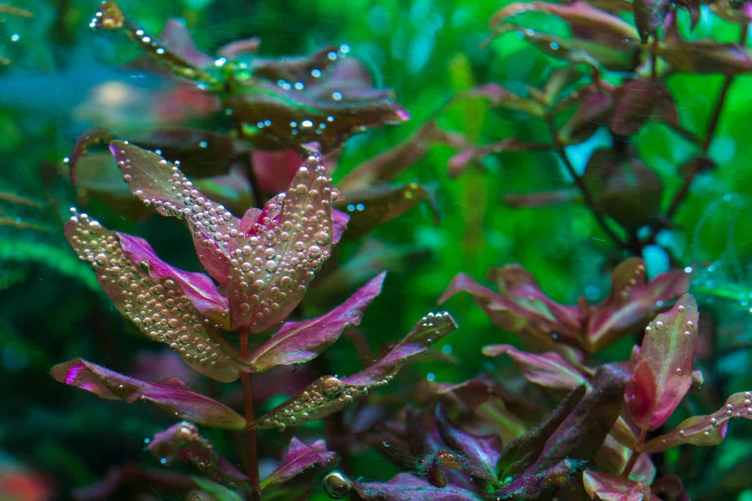 Rotala Rotundifolia: Care, Light, Growth & Varieties - Fish Laboratory