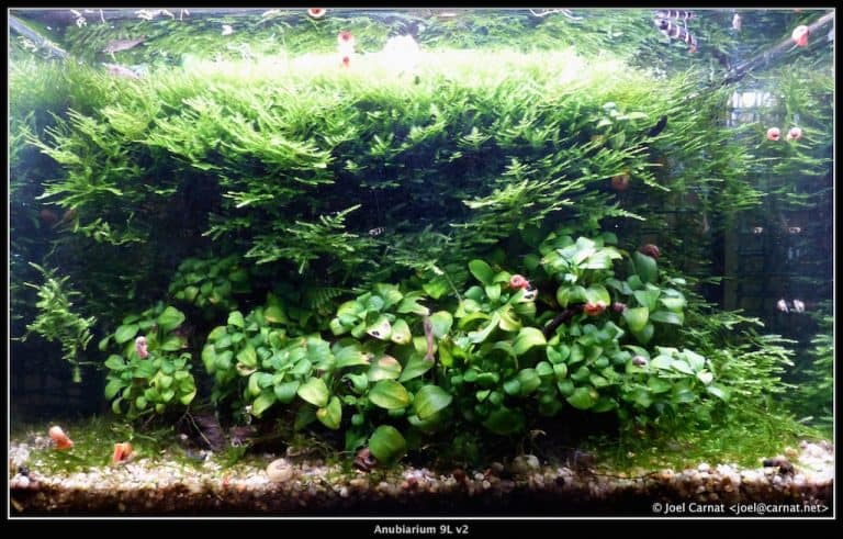 Taiwan Moss (Taxiphyllum Alternans): Ultimate Care Guide - Fish Laboratory