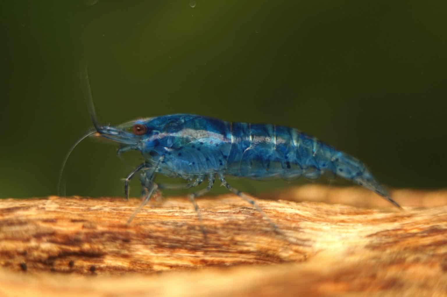 Blue Velvet Shrimp (Neocaridina davidi): Ultimate Care Guide - Fish ...