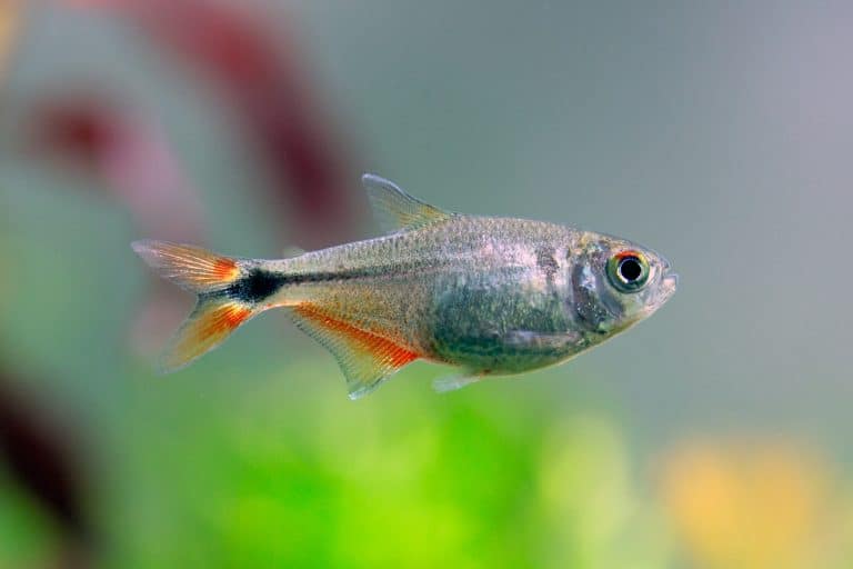 Ruby Tetra (Axelrodia Riesei): Ultimate Care Guide - Fish Laboratory