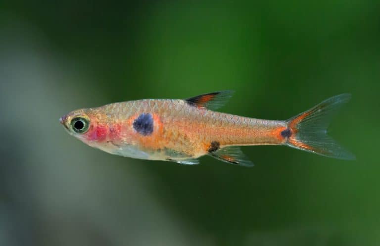 Neon Green Rasbora (Microdevario kubotai): Care & Lifespan - Fish ...