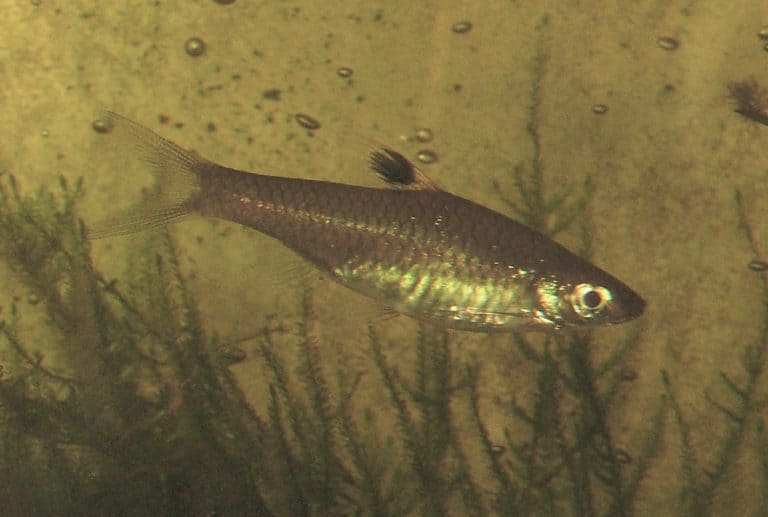 Glowlight Rasbora (Trigonostigma Hengeli): The Ultimate Care Guide ...