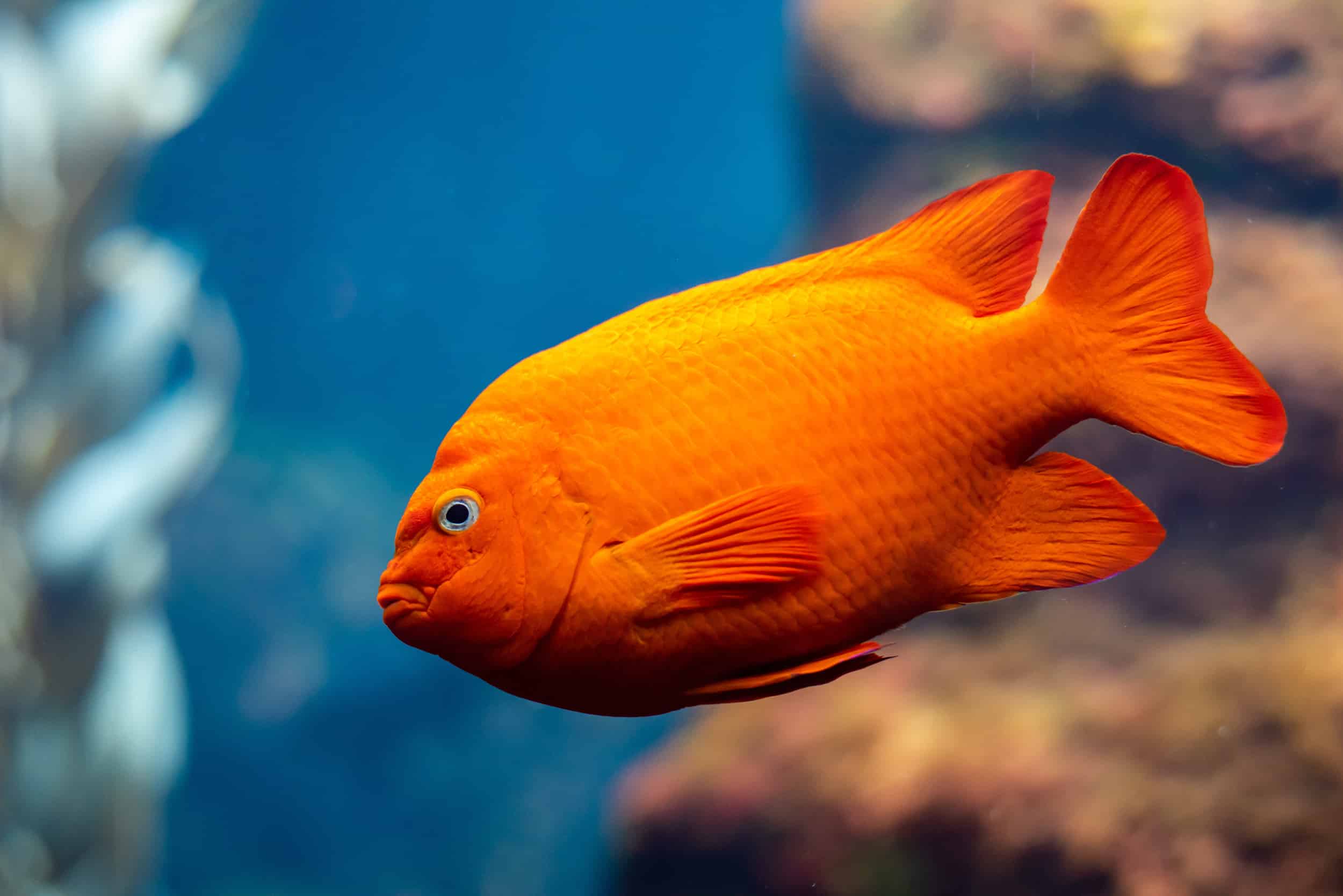Juvenile Garibaldi Fish
