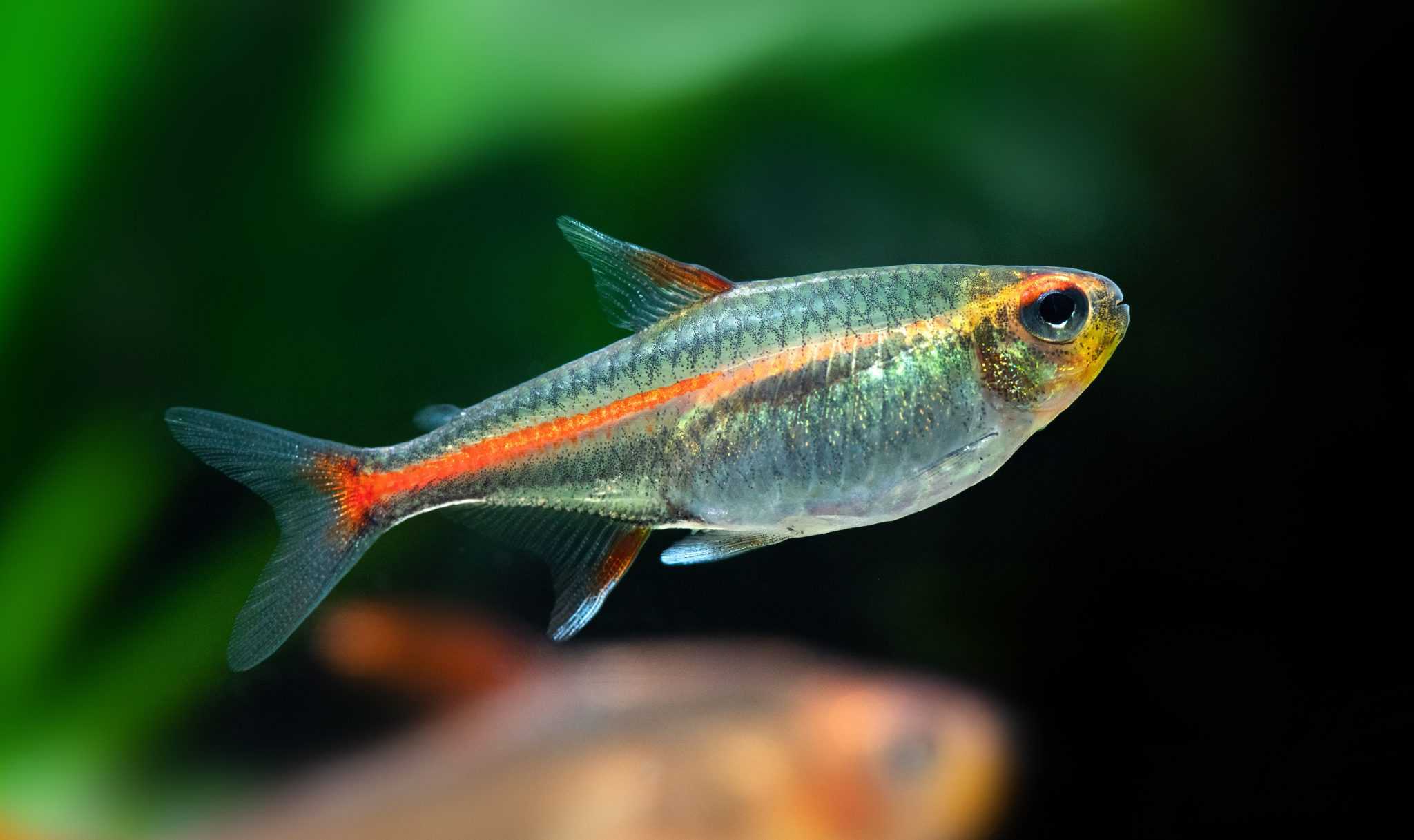 Tetra Fish Types: Guide to Types of Tetras (29 Species) - Fish Laboratory
