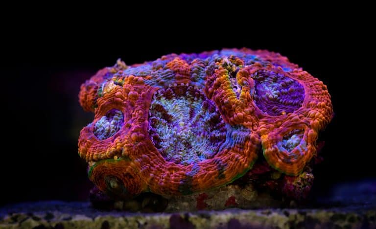 Acan Coral (Acanthastrea echinate) Ultimate Care Guide - Fish Laboratory