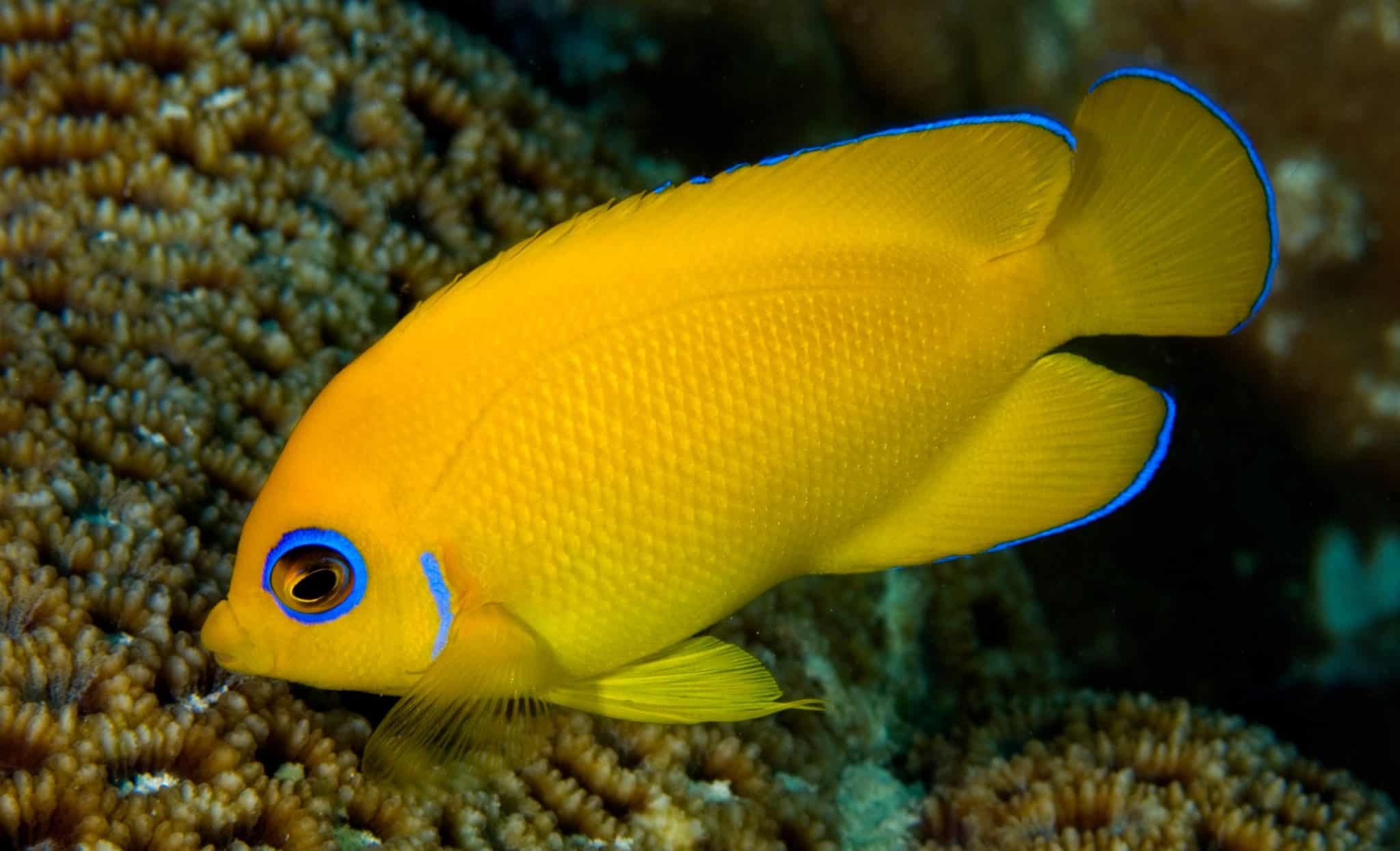 Saltwater Fish - Fish Laboratory