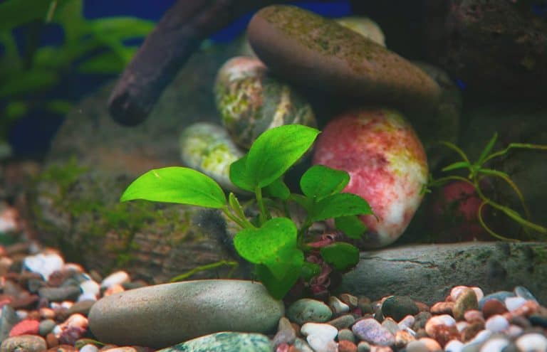 31 Best Low Light Aquarium Plants: Ultimate Guide - Fish Laboratory