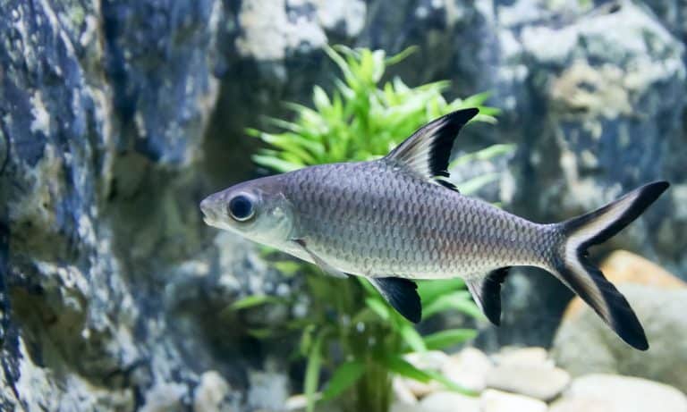 Bala Shark (Balantiocheilus Melanopterus): Ultimate Care Guide - Fish ...