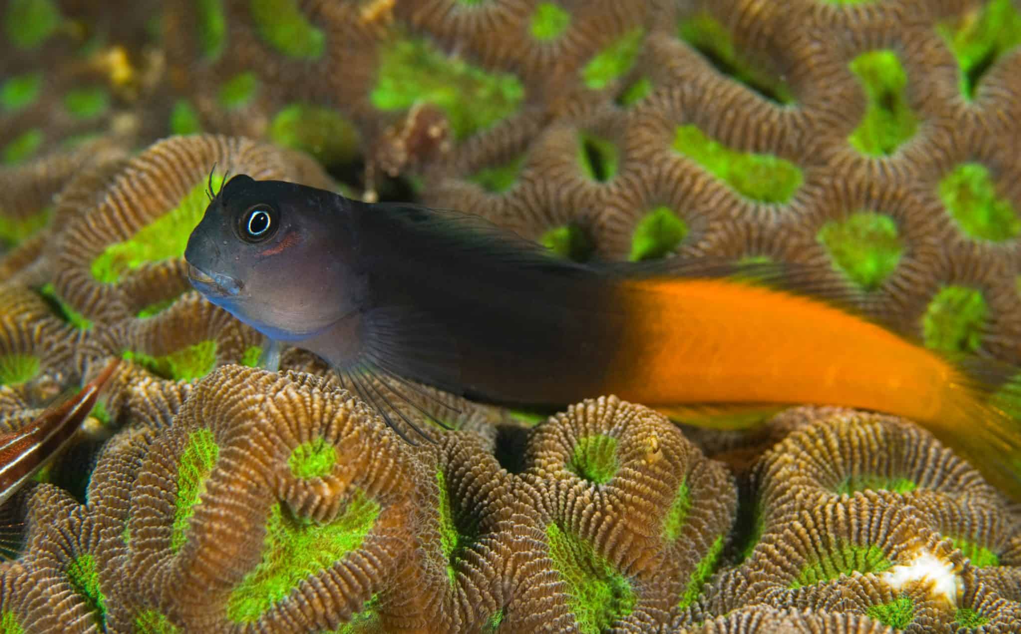 Bicolor Blenny (Ecsenius bicolor): Ultimate Care Guide - Fish Laboratory