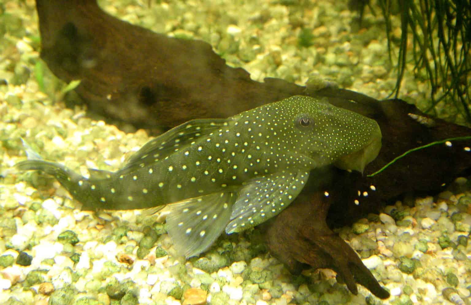 Common Pleco (Hypostomus Plecostomus): Ultimate Care Guide - Fish ...