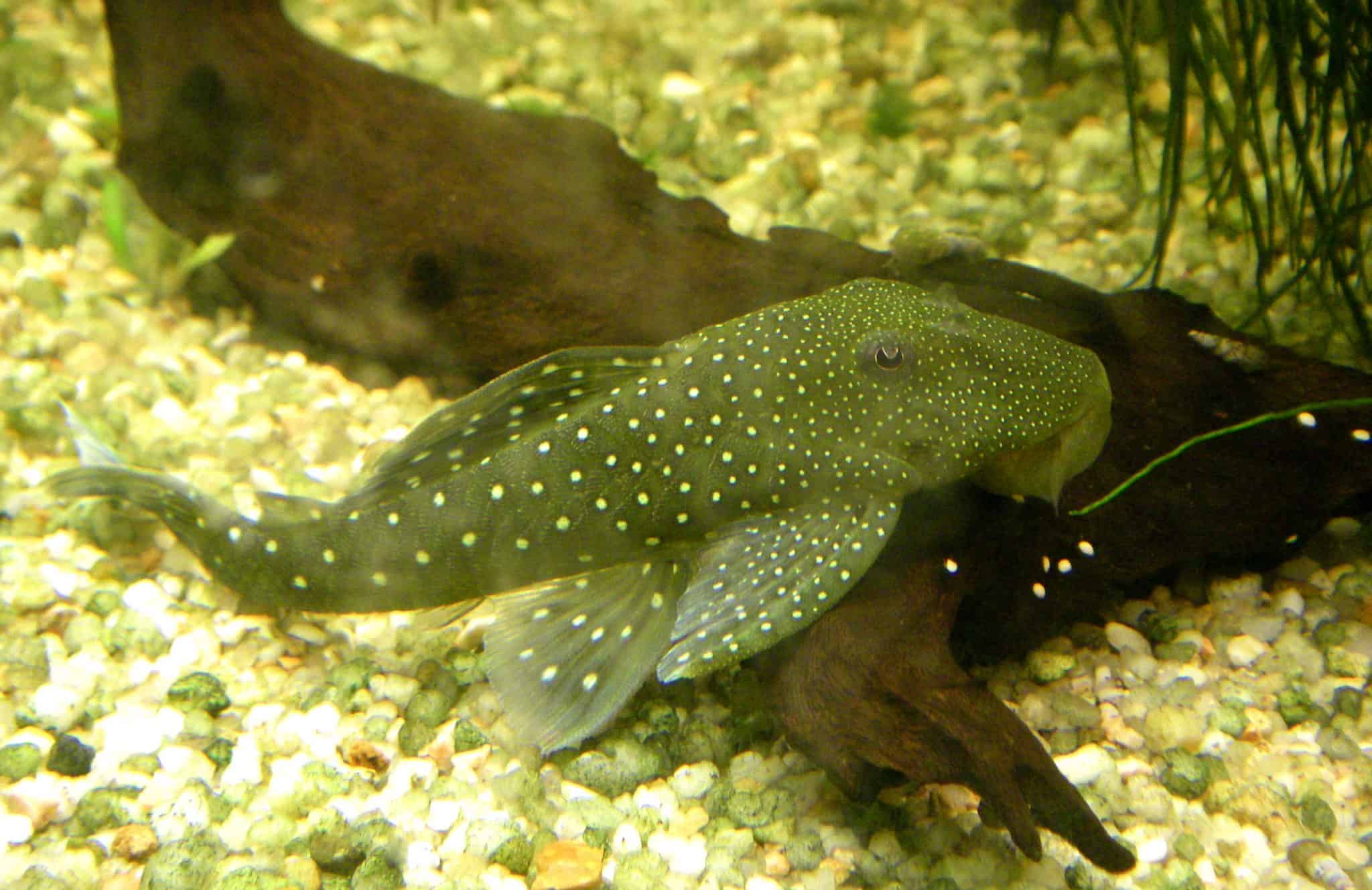 Flash Pleco Care Guide (Panaqolus albivermis L204) - Fish Laboratory