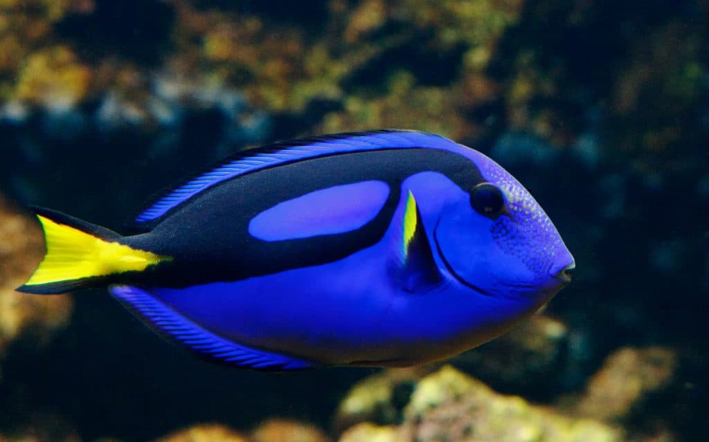 Paracanthurus Hepatus Dory
