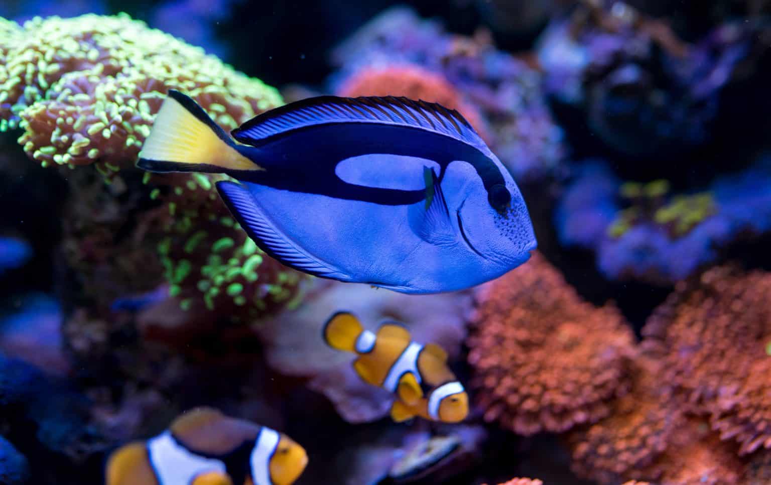 Blue Tang (Paracanthurus Hepatus): Ultimate Care Guide - Fish Laboratory