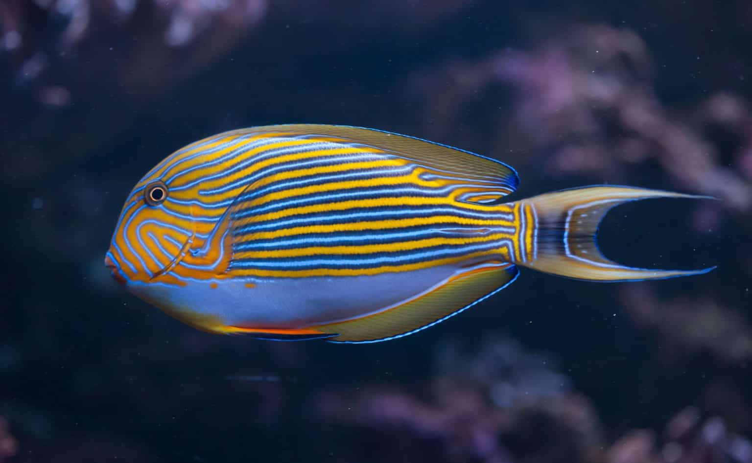 Purple Tang (Zebrasoma Xanthurum): Ultimate Care Guide - Fish Laboratory