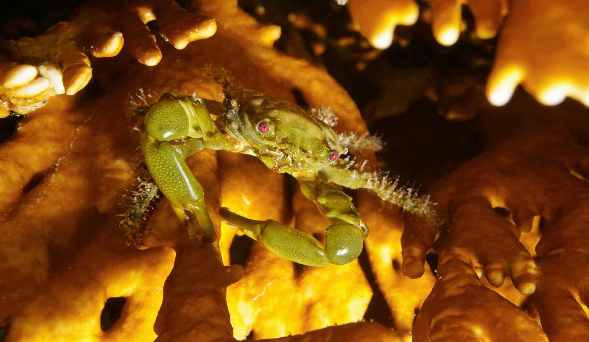 Emerald Crab (Mithraculus Sculptus): Ultimate Care Guide - Fish Laboratory