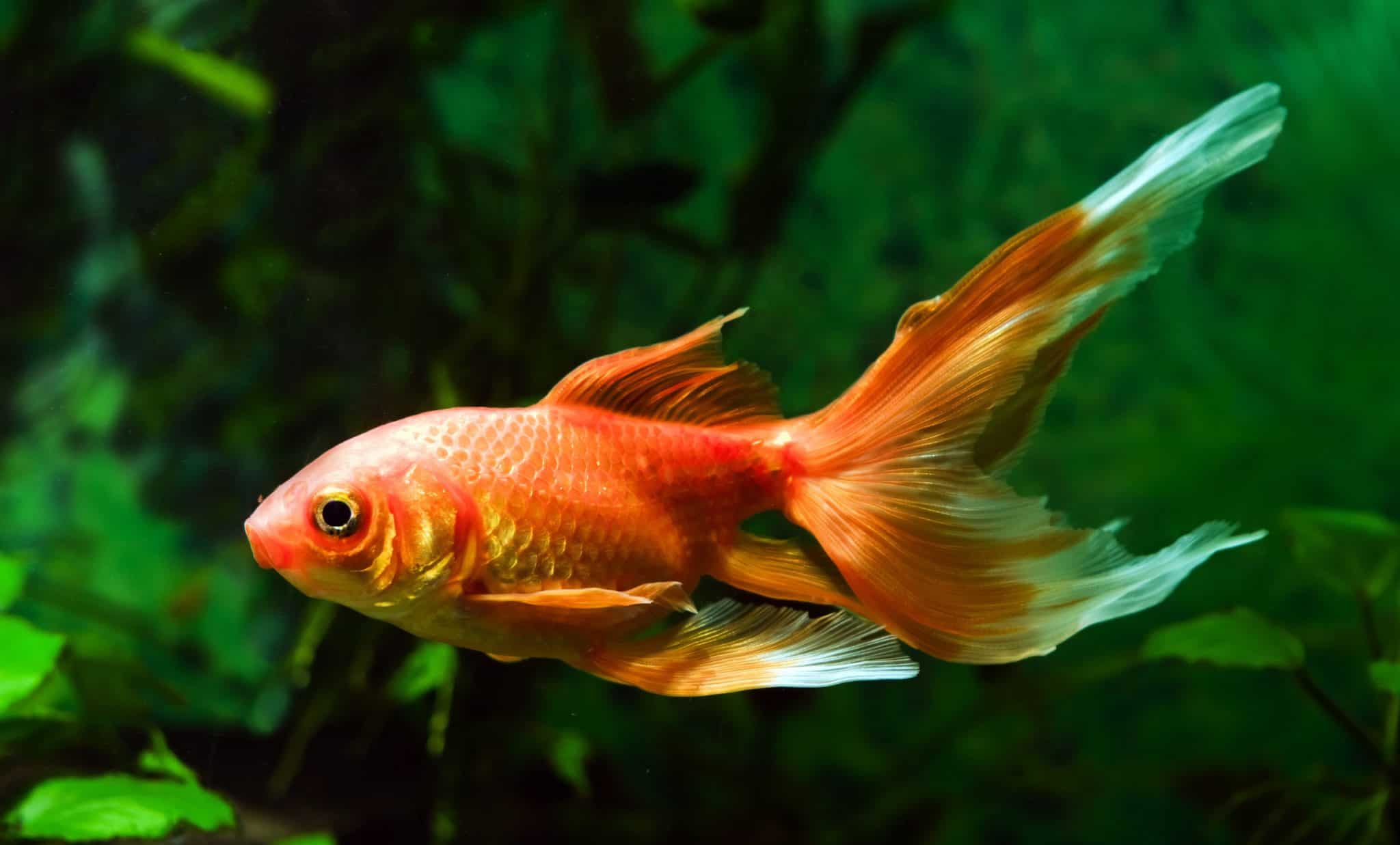 Fancy Goldfish (Carassius auratus) | Ultimate Care Guide - Fish Laboratory
