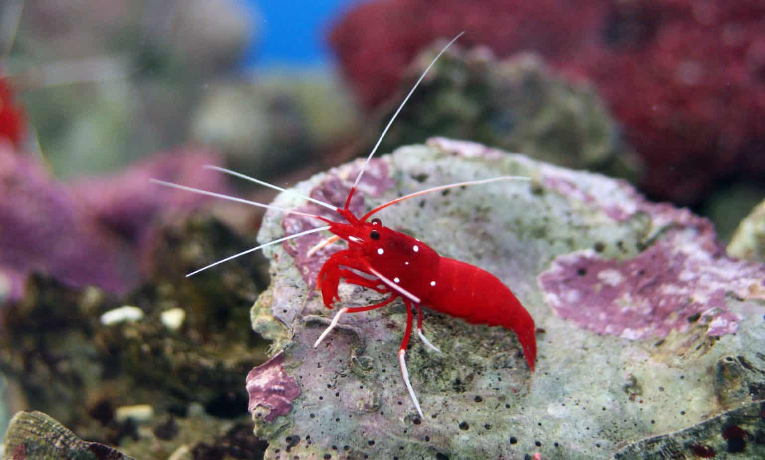Neocaridina Shrimp | Care, Water Parameters, Color, & More