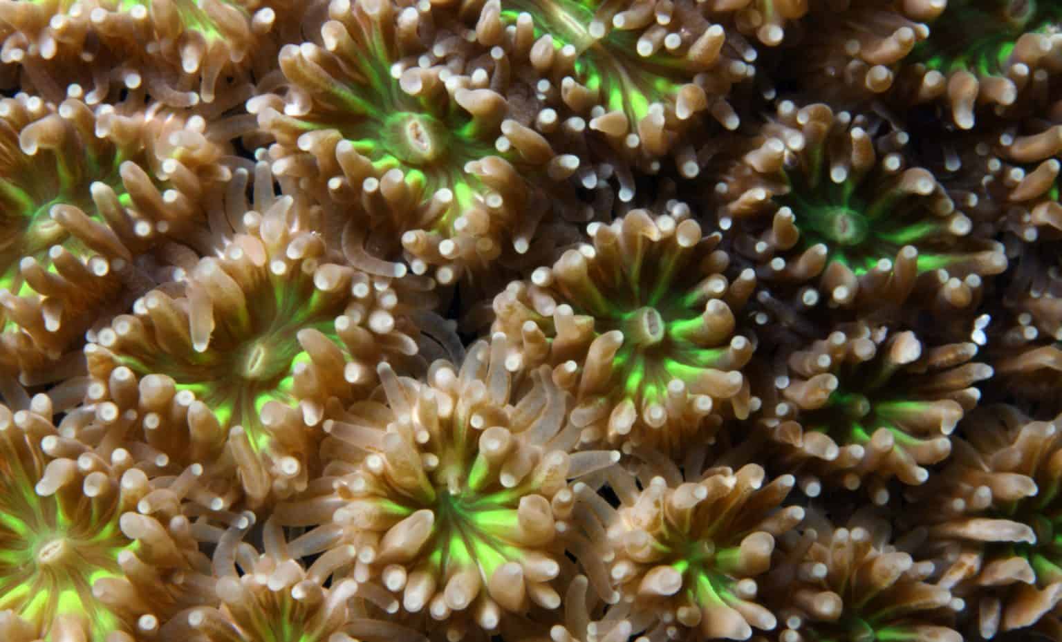 Galaxea Coral (Galaxea Fascicularis): Ultimate Care Guide - Fish Laboratory