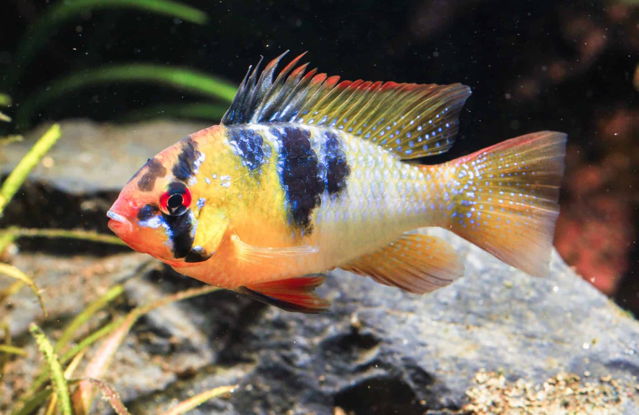 German Blue Ram (Mikrogeophagus Ramirezi): Ultimate Care Guide - Fish ...