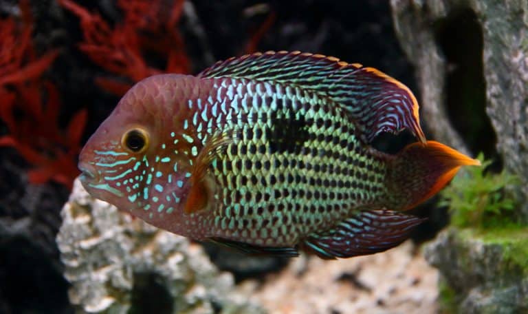Keyhole Cichlid (Cleithracara maronii): Care Guide - Fish Laboratory