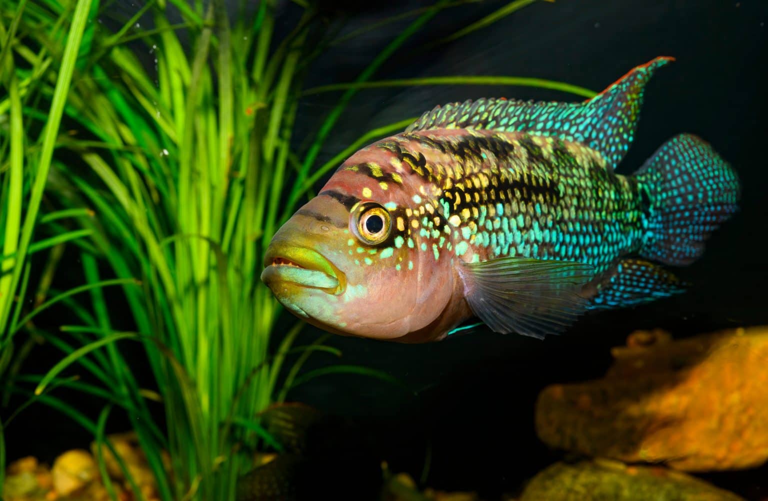 Oscar Fish Disease: Guide to Oscar Illness & Health Problems - Fish ...