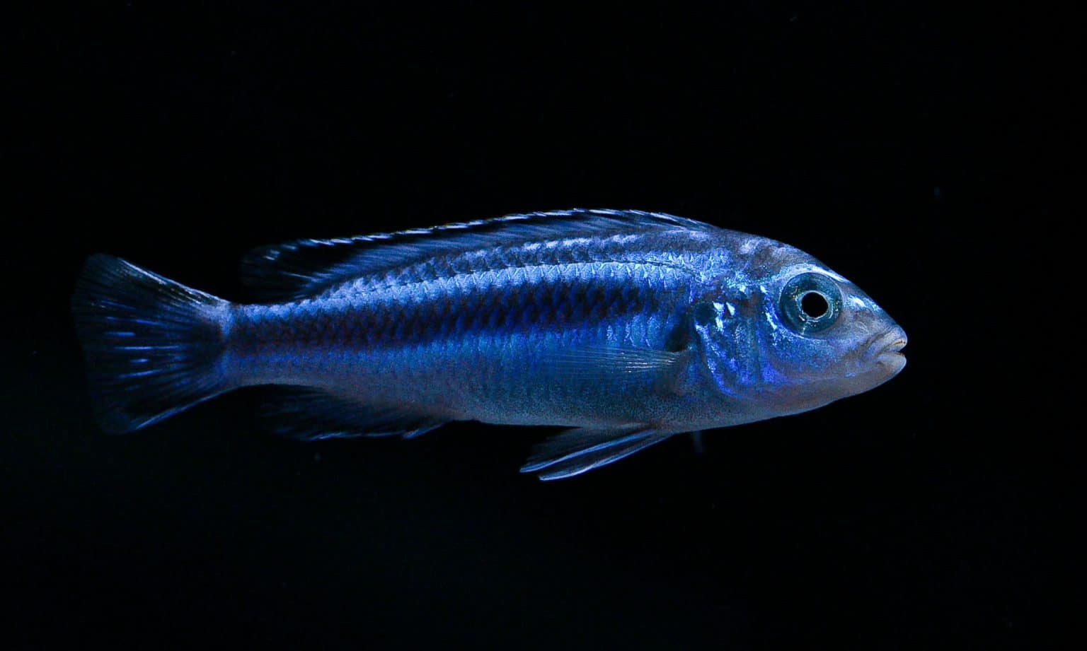 Dovii Cichlid: Care, Size, Tank Mates, Aggression & More - Fish Laboratory