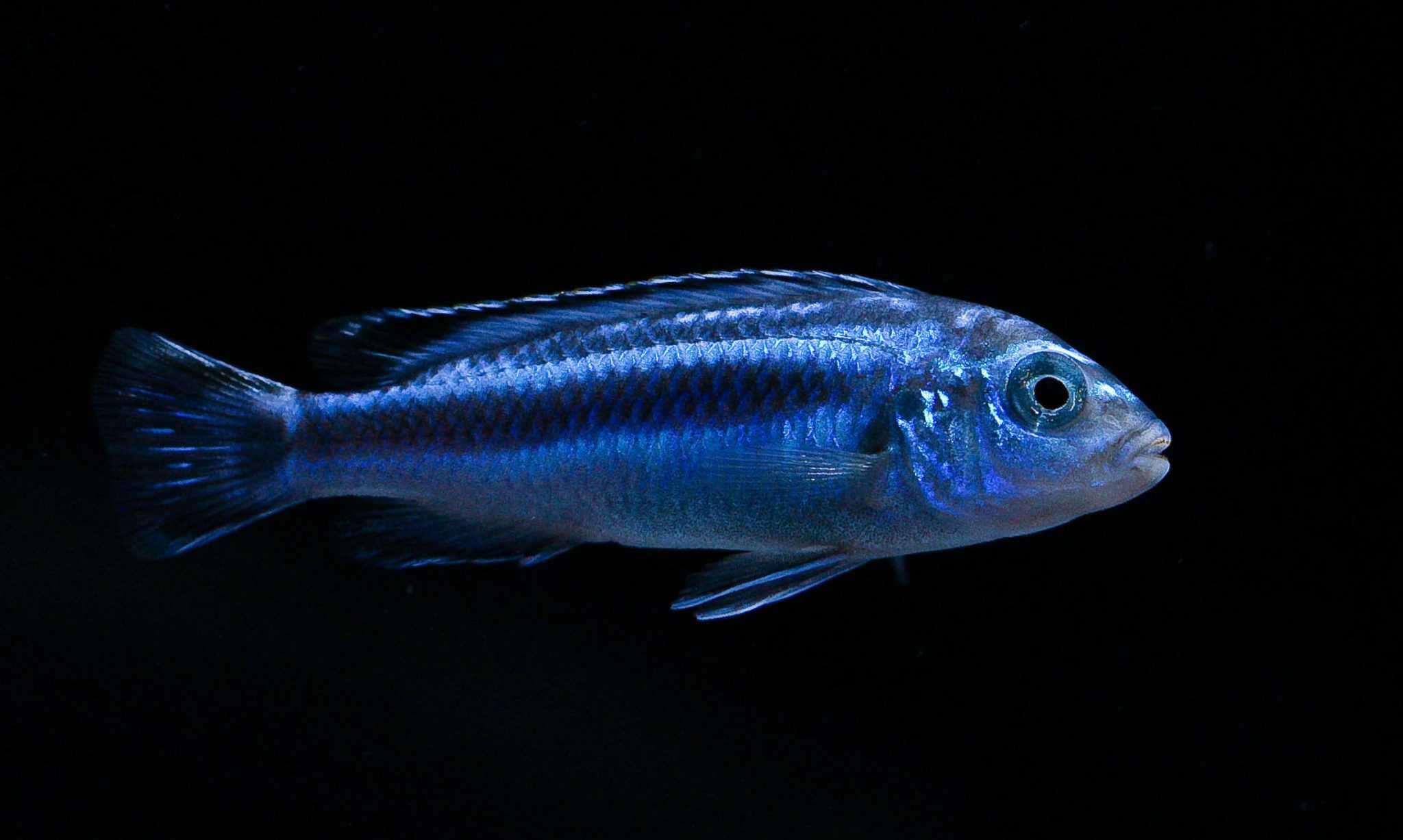 Red Terror Cichlid (Amphilophus Festae): Ultimate Care Guide - Fish ...