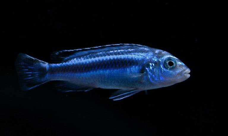 Red Terror Cichlid (Amphilophus Festae): Ultimate Care Guide - Fish ...