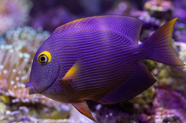 Purple Tang (Zebrasoma Xanthurum): Ultimate Care Guide - Fish Laboratory