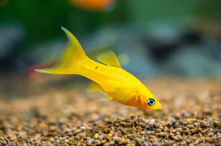 Molly Fish (Poecilia sphenops): Ultimate Care Guide - Fish Laboratory