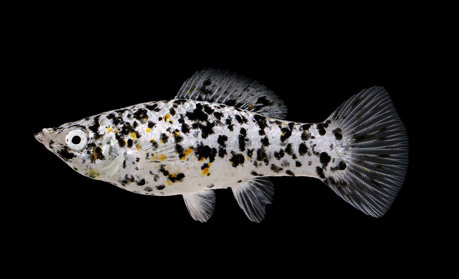 Freshwater Fish – Fish Laboratory Aquatics