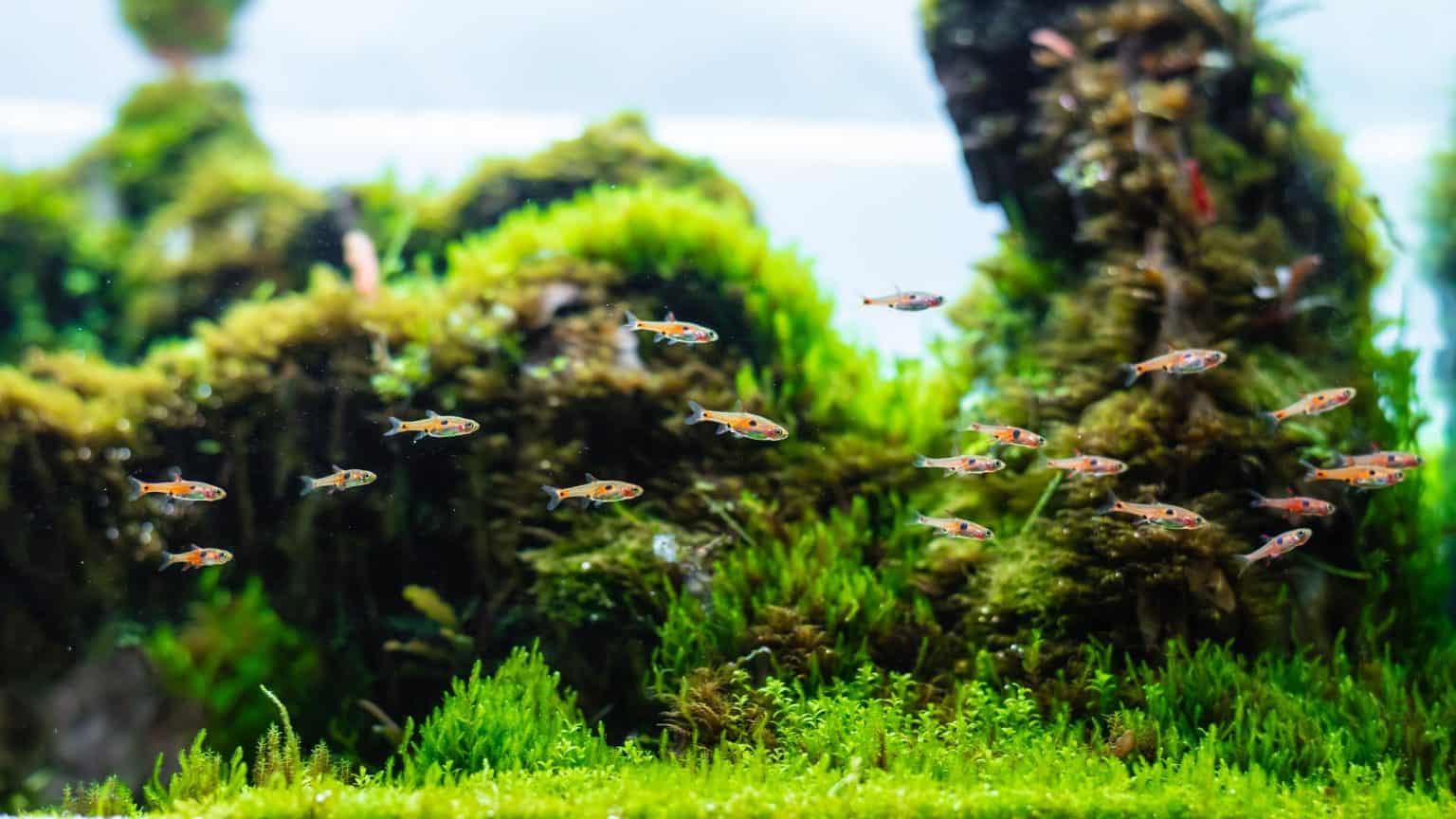 Rasbora Types, Size & Care | Ultimate Guide to Rasbora Fish - Fish ...