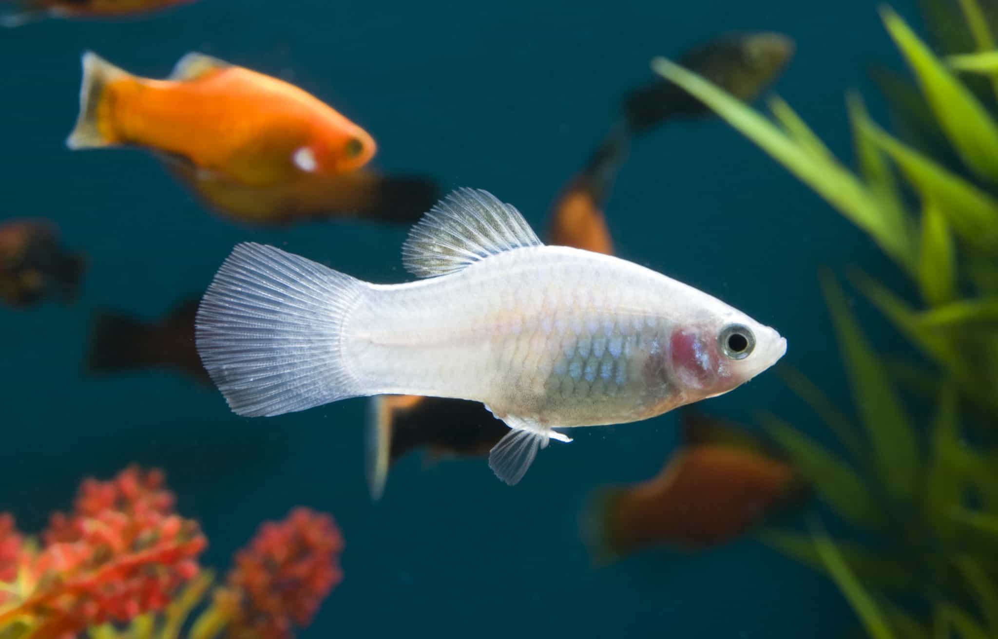 18 Best Aquarium Fish for Beginners - Fish Laboratory