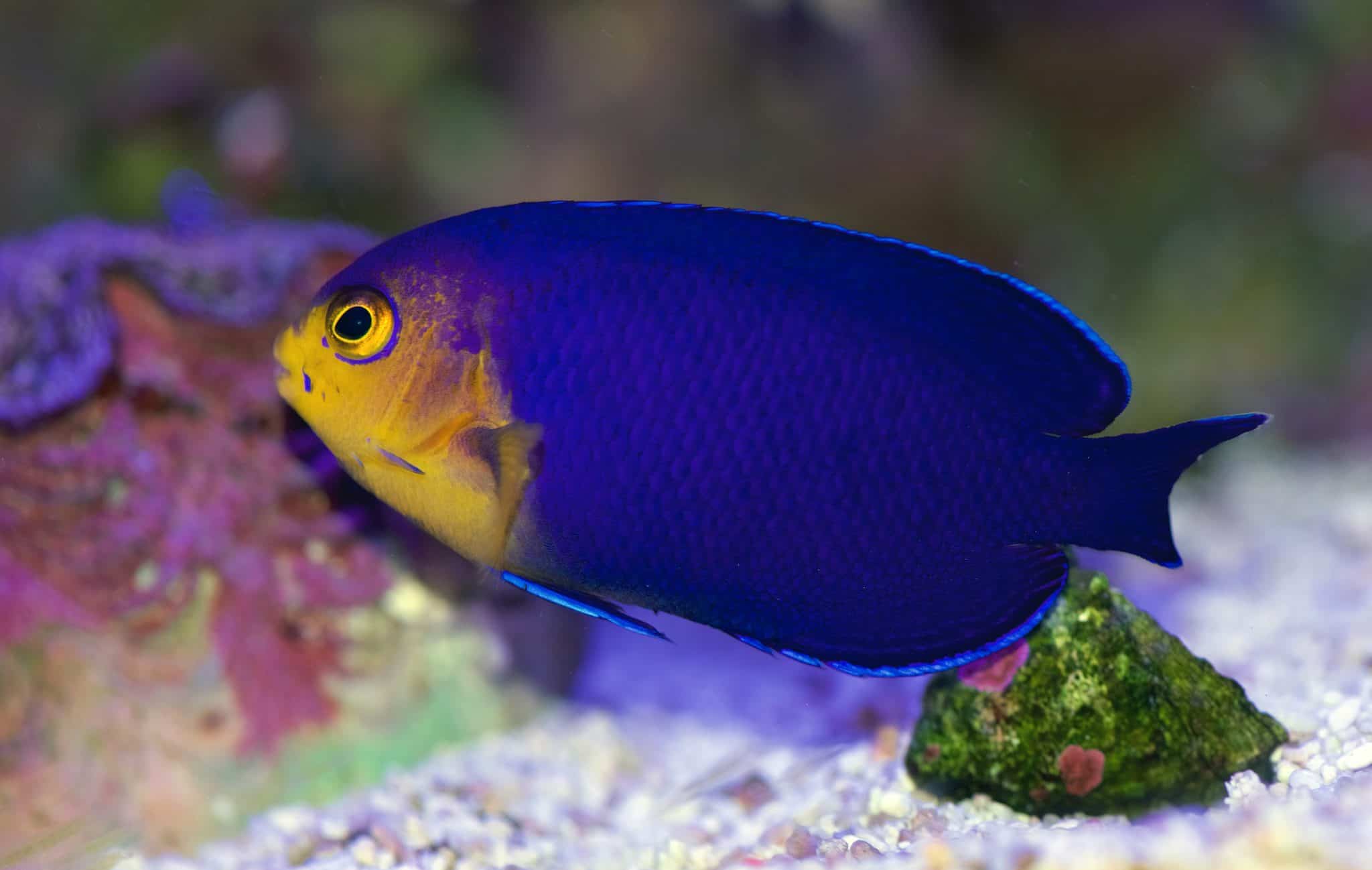 Flying Fish Facts - Fish Laboratory