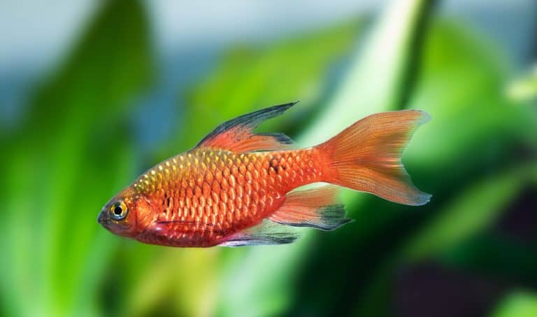 18 Easiest Fish to Breed - Fish Laboratory
