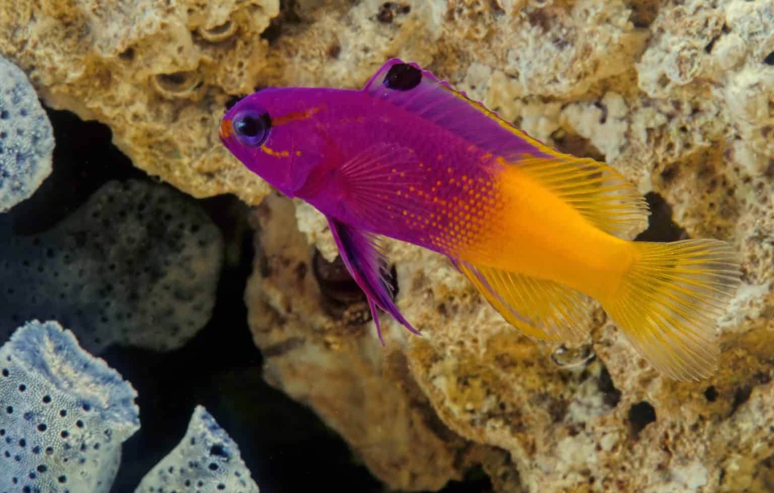 Royal Gramma (Gramma Loreto): Ultimate Care Guide - Fish Laboratory