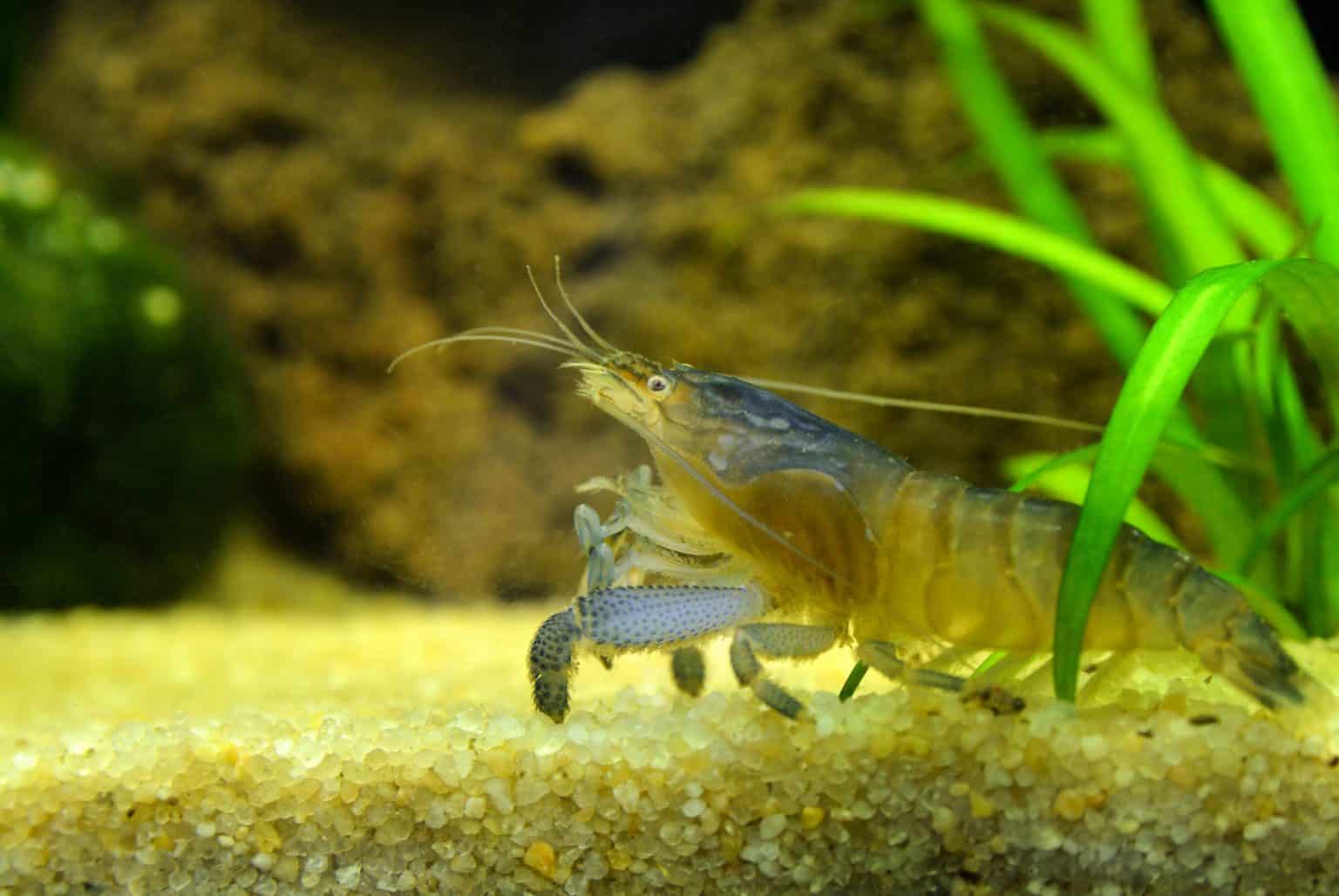 Cherry Shrimp: Care, Tank Mates, Molting, Breeding & Eggs - Fish Laboratory
