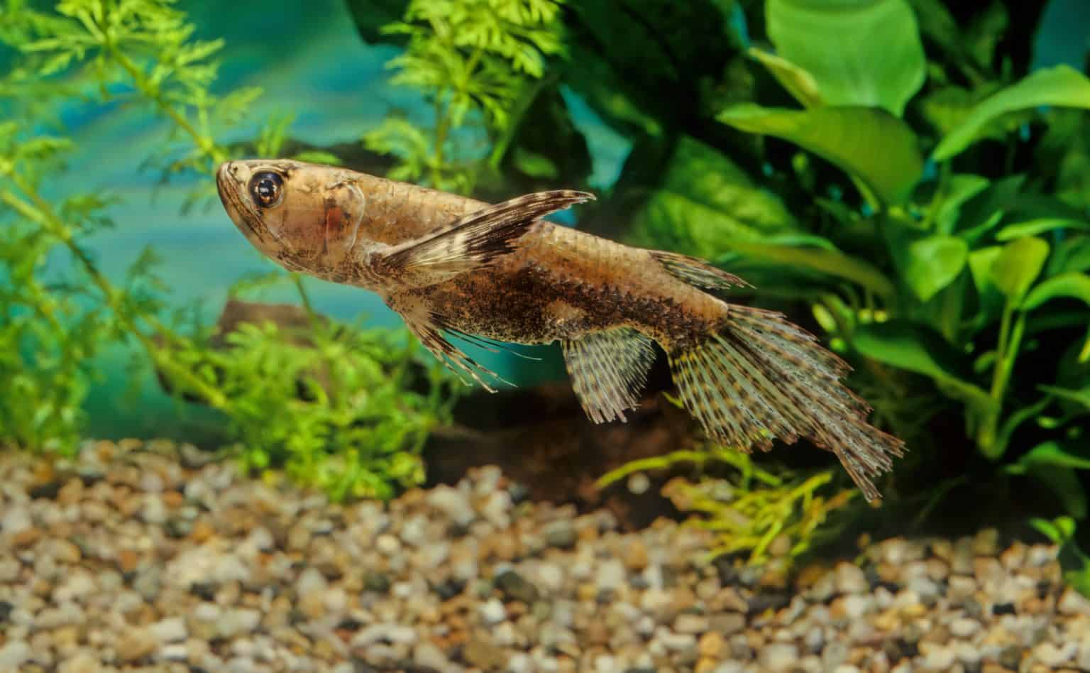 Flying Fox Fish (Epalzeorhynchos kalopterus): Ultimate Care Guide