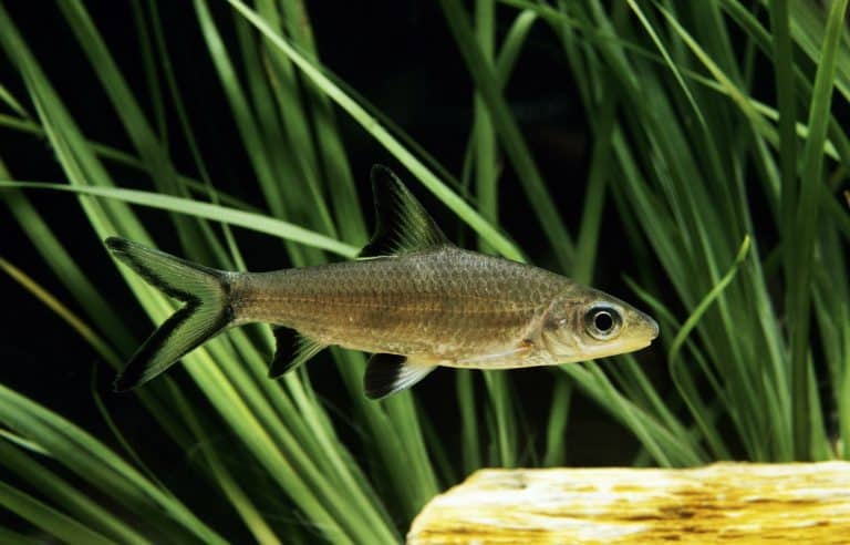 Bala Shark (Balantiocheilus Melanopterus): Ultimate Care Guide - Fish ...