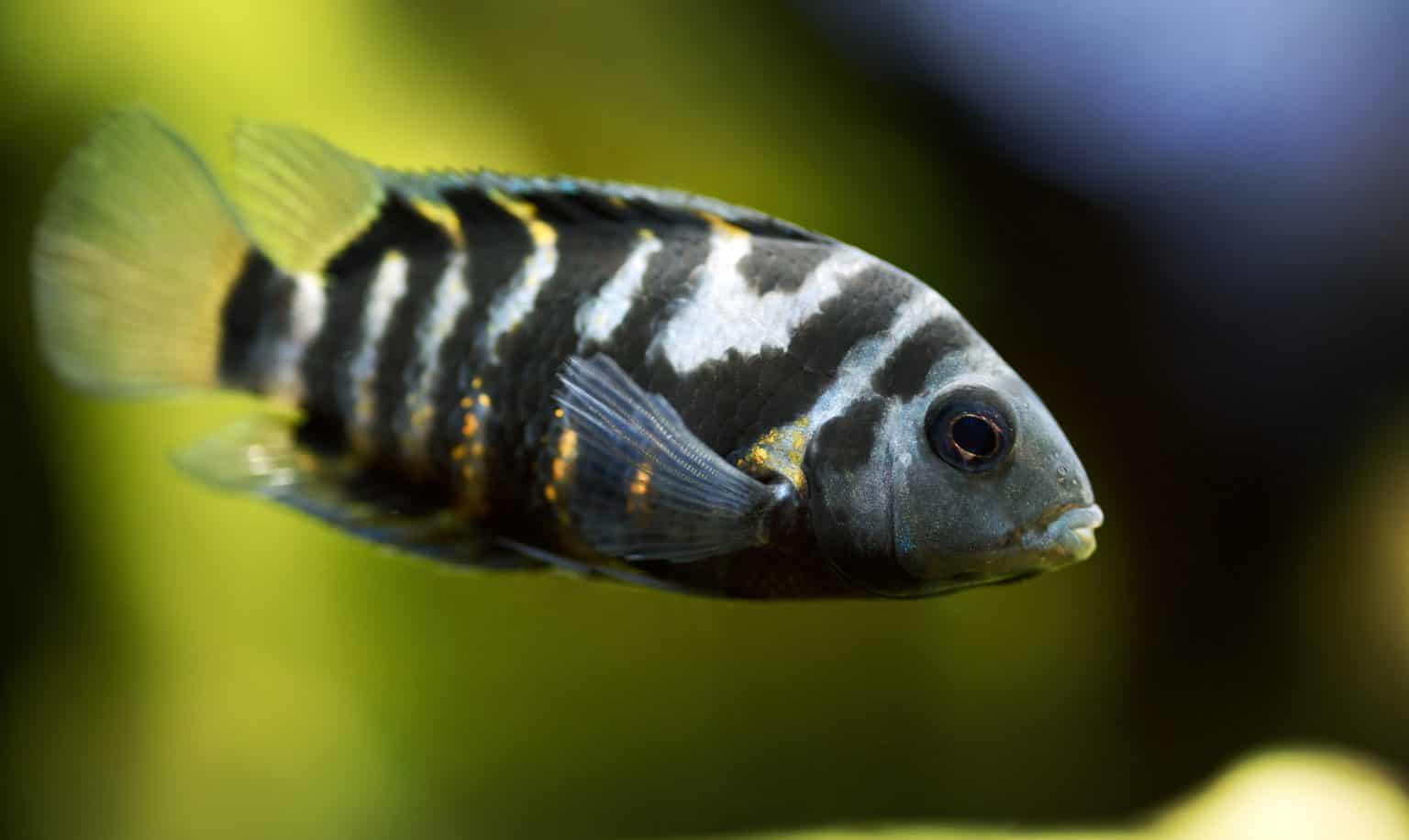 29 Best Oscar Tank Mates: What Fish Can Be Kept with Oscars? - Fish ...