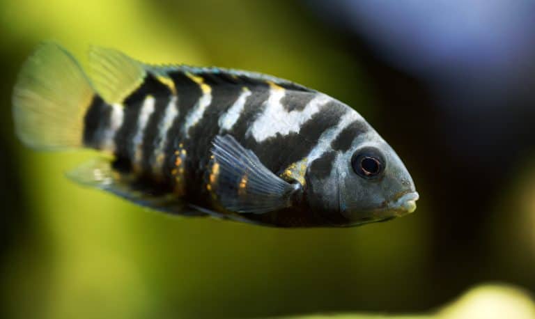 Central American Cichlid Species List (Top 14) - Fish Laboratory