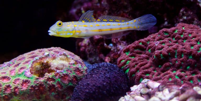 Diamond Goby (Valenciennea Puellaris): Ultimate Care Guide - Fish ...